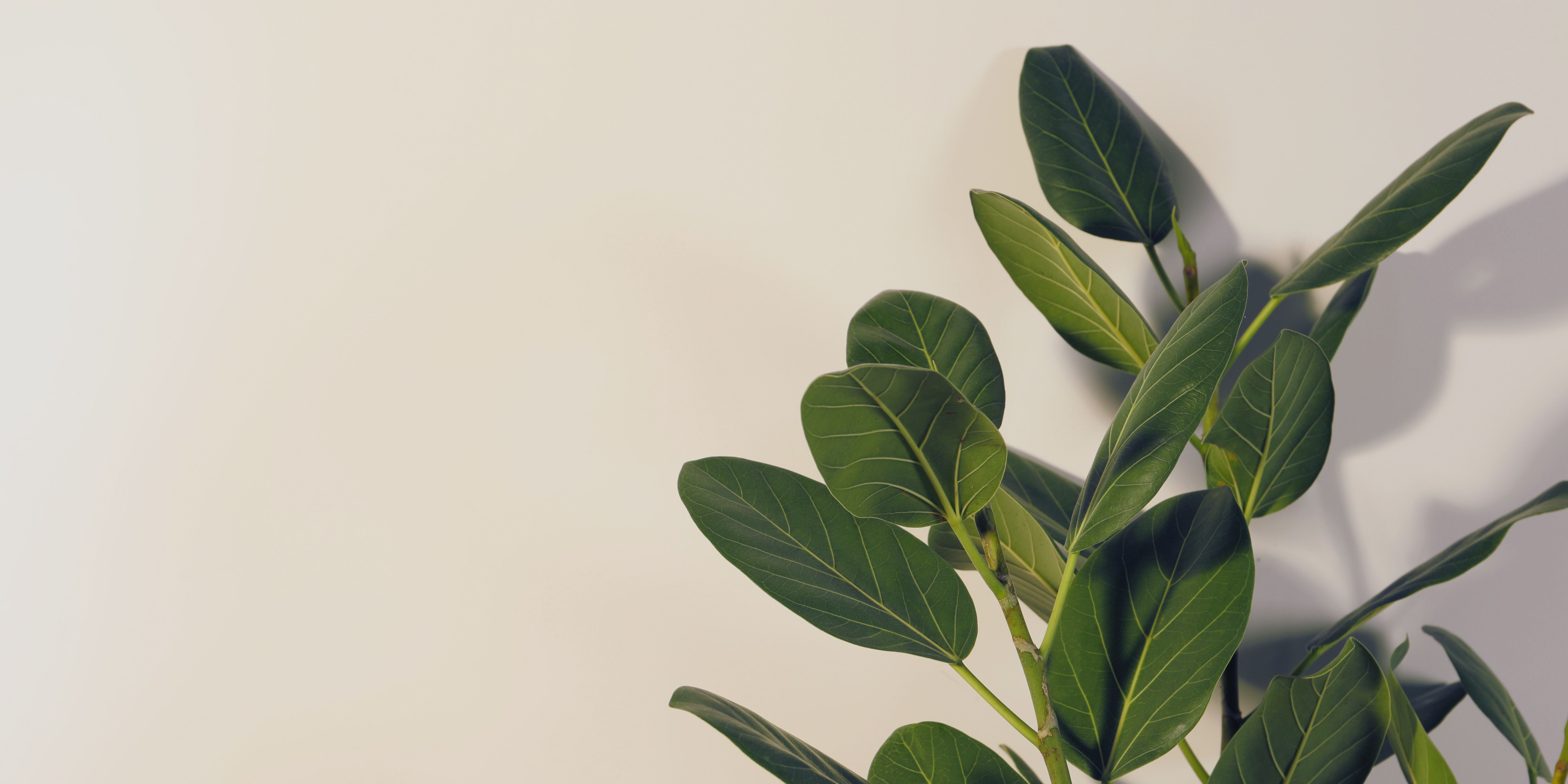 Surgical abortion | Feticide | BPAS